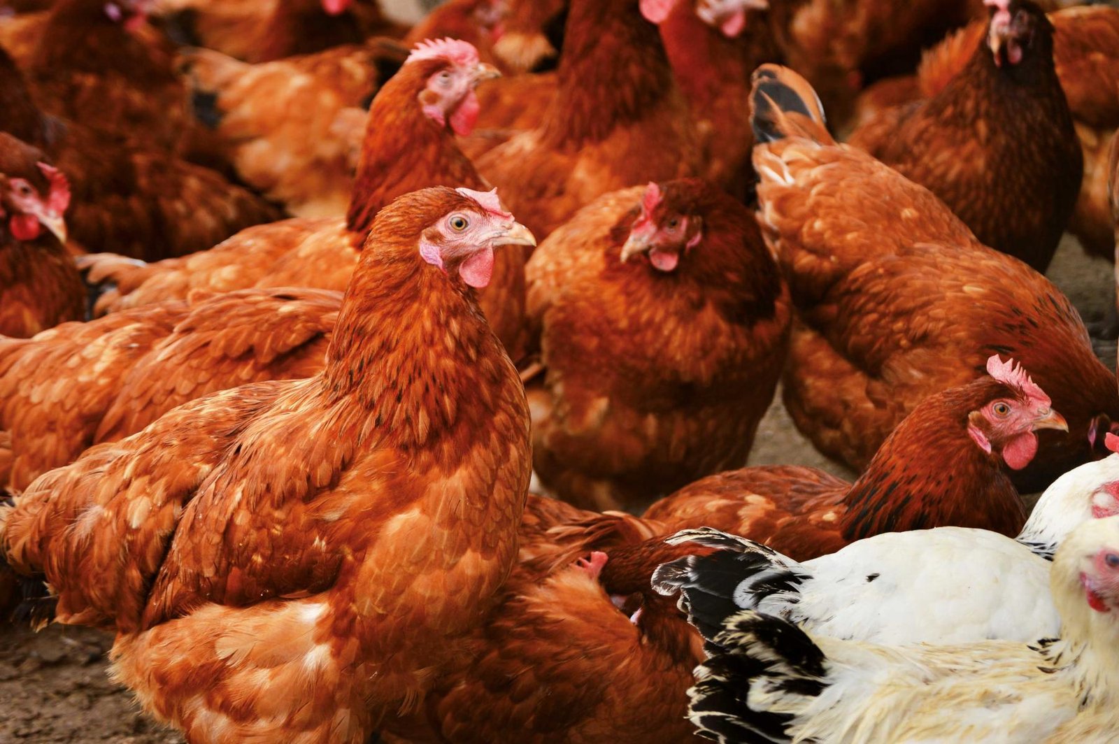 Elevage de poulets: Un business qui attire de nombreux jeunes